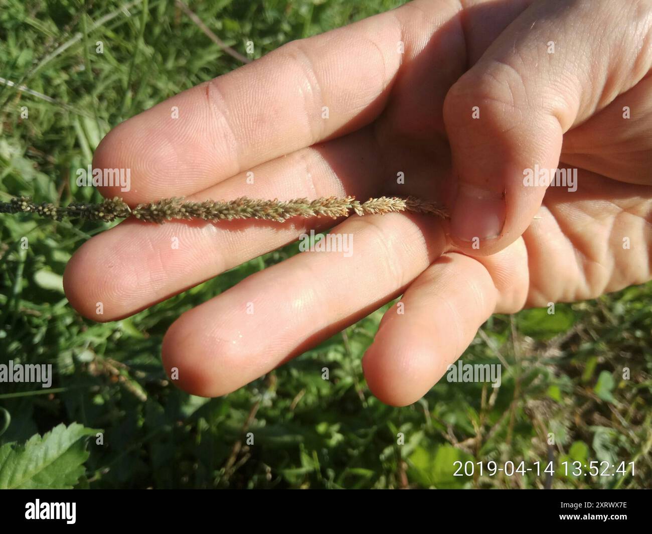 Sporobolus indicus hi-res stock photography and images - Alamy
