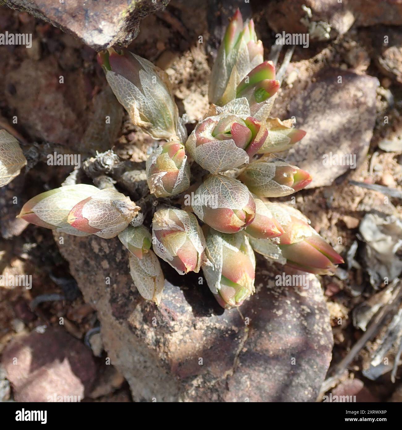 Namaqua Skeletonfig (Mesembryanthemum tortuosum) Plantae Stock Photo ...