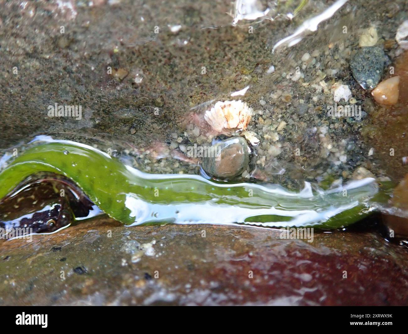 Penpoint Gunnel (Apodichthys flavidus) Actinopterygii Stock Photo - Alamy