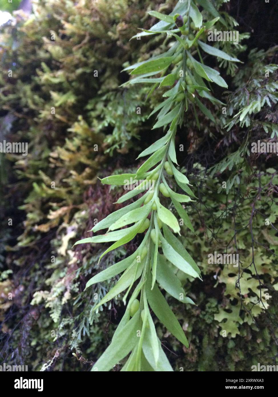 Tmesipteris hi-res stock photography and images - Alamy