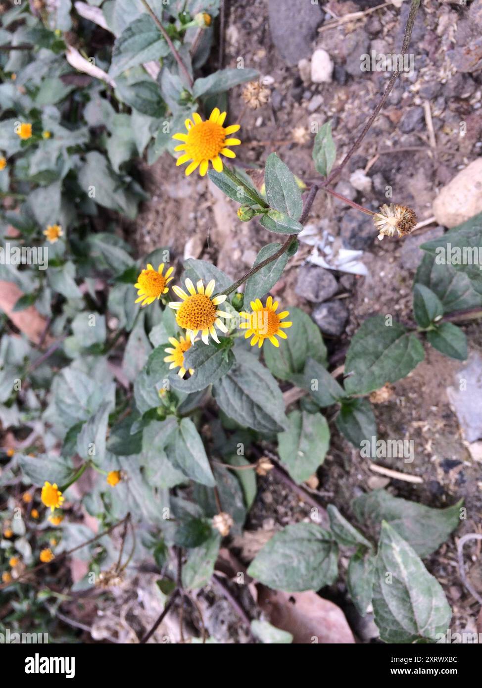 Oppositeleaf Spotflower (Acmella repens) Plantae Stock Photo - Alamy