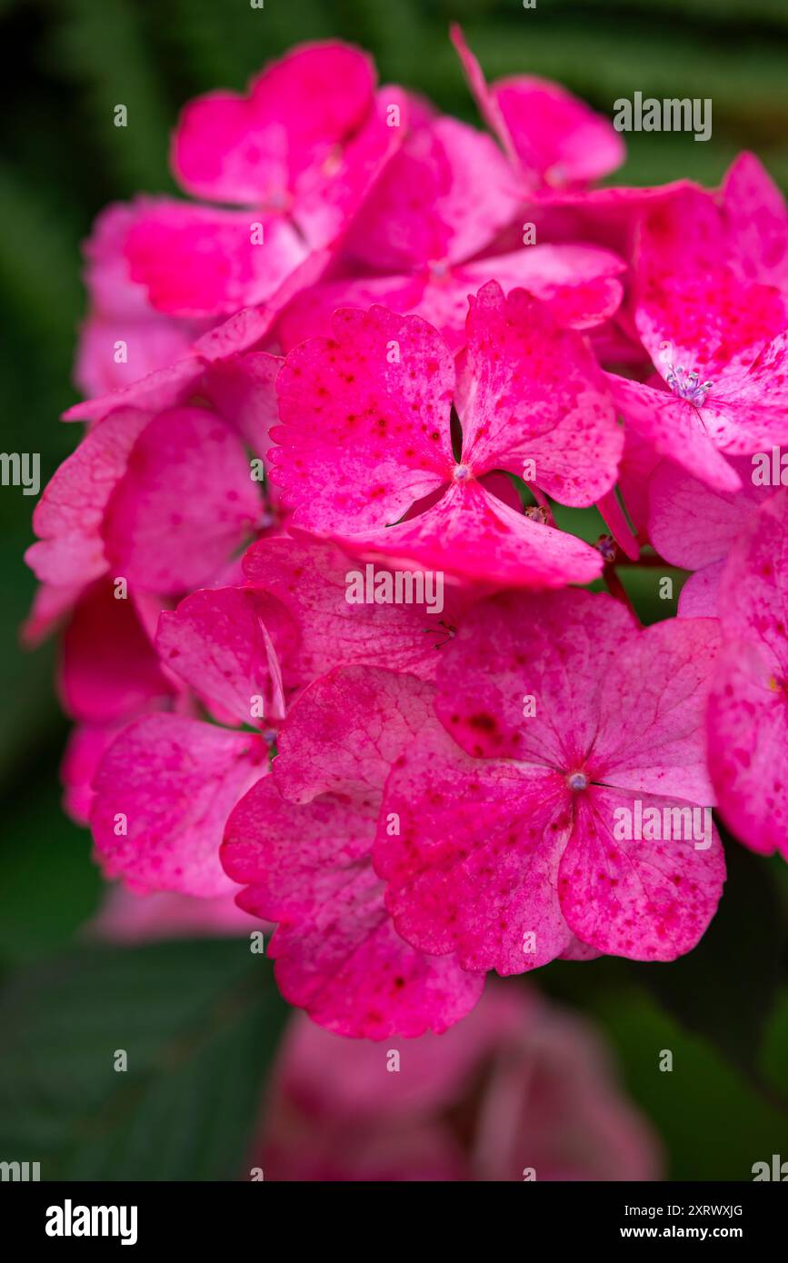 Speckled hydrangea hi-res stock photography and images - Alamy