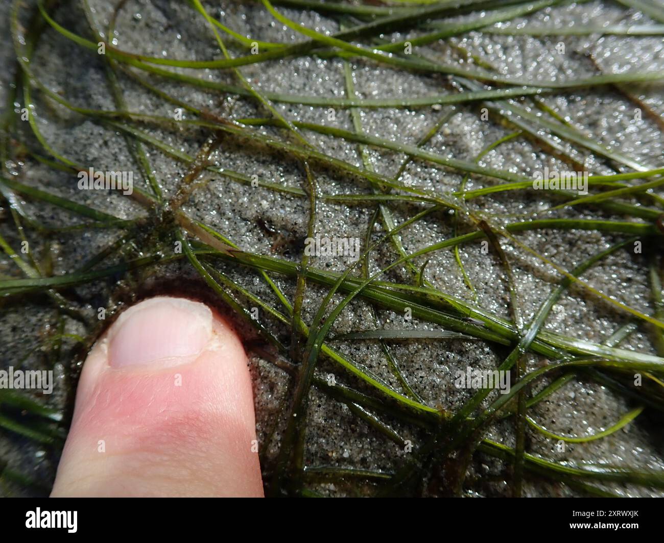 Japanese Eelgrass (Zostera japonica) Plantae Stock Photo - Alamy