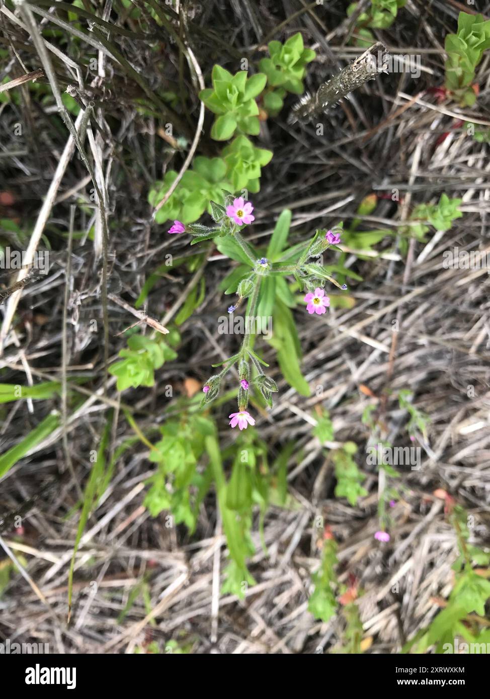slender phlox (Microsteris gracilis) Plantae Stock Photo - Alamy