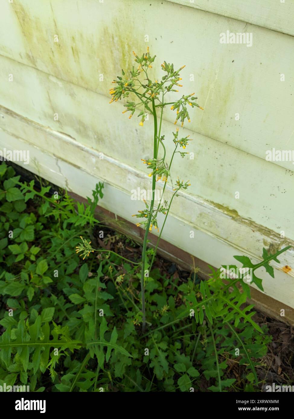 Tall false hawksbeard (Youngia thunbergiana) Plantae Stock Photo - Alamy
