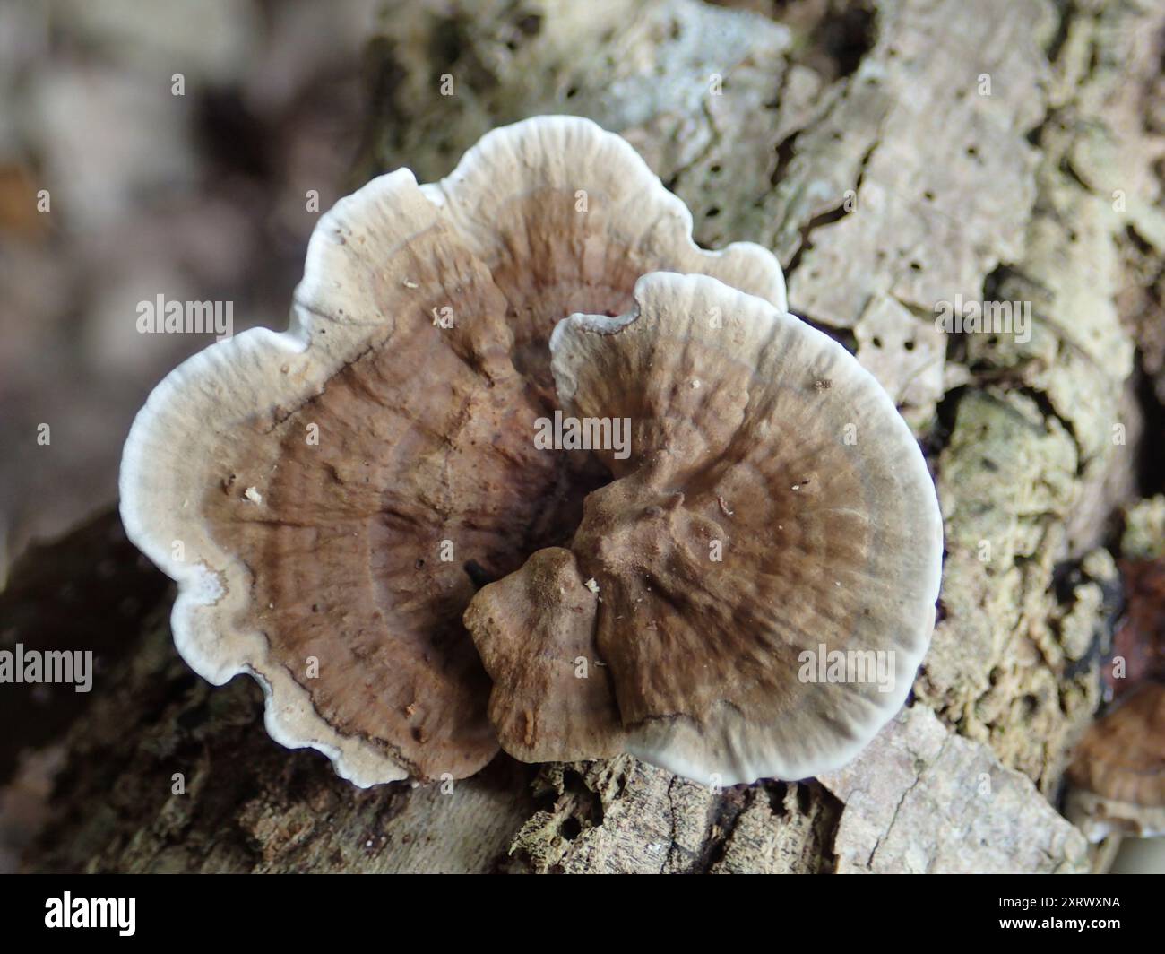 bracket fungi (Polyporaceae) Fungi Stock Photo - Alamy