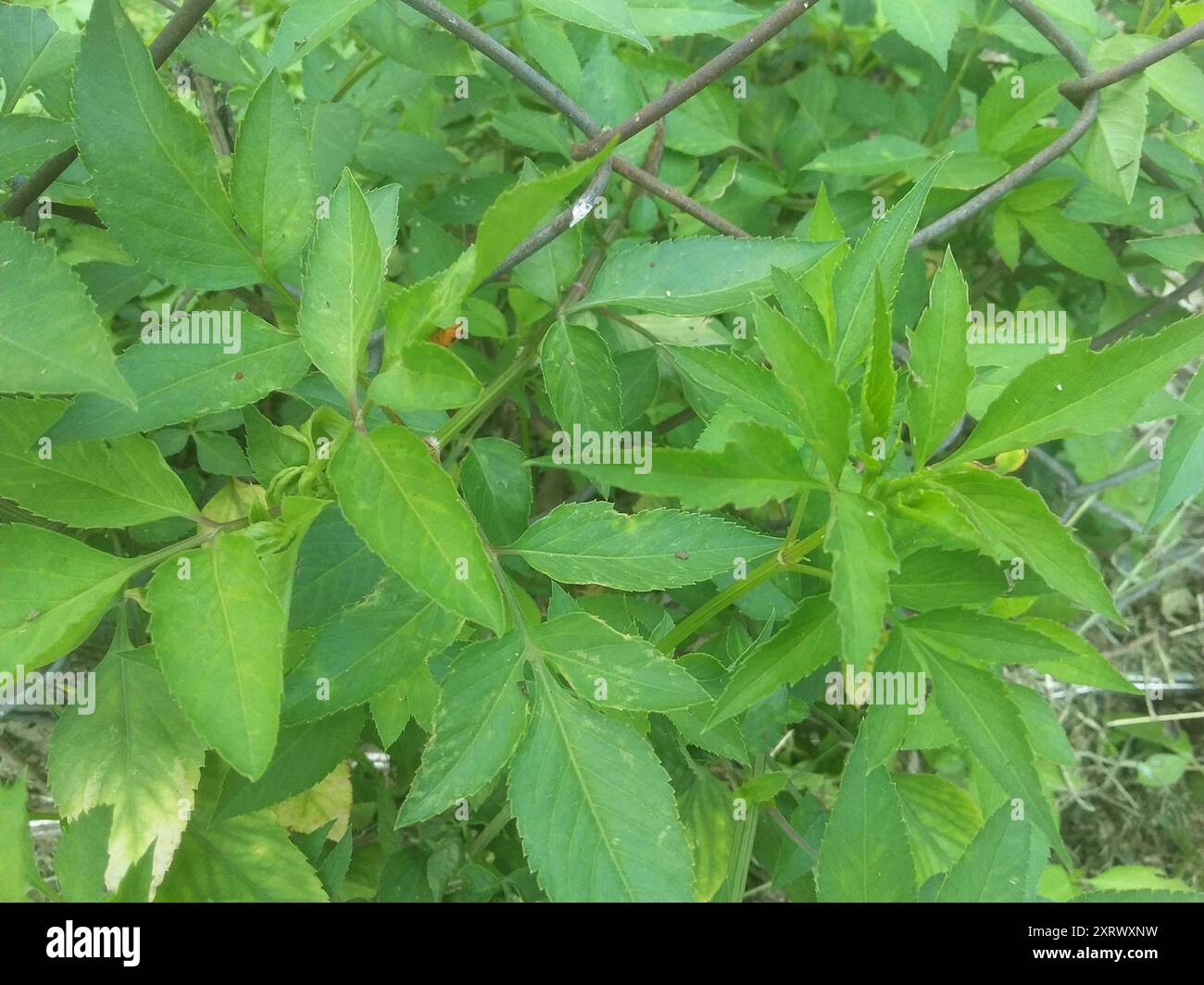 White beggarticks (Bidens alba) Plantae Stock Photo - Alamy