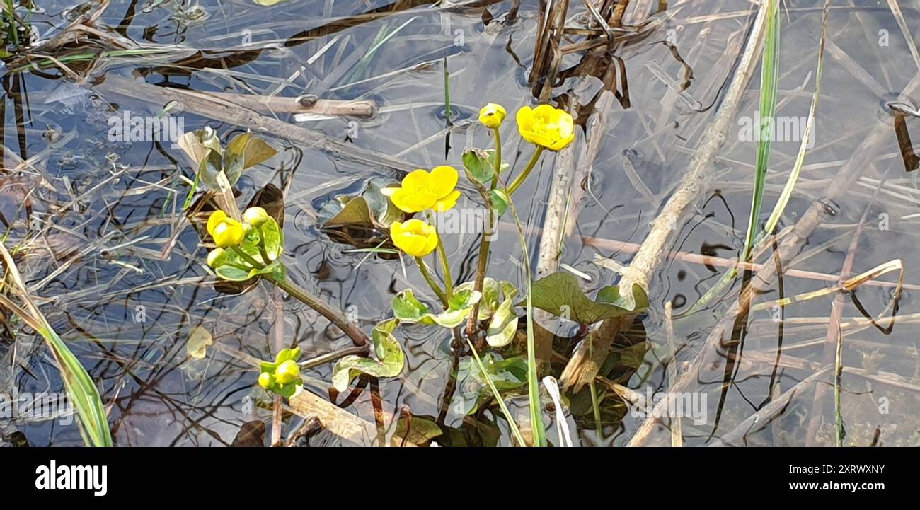 marsh marigold (Caltha palustris) Plantae Stock Photo - Alamy
