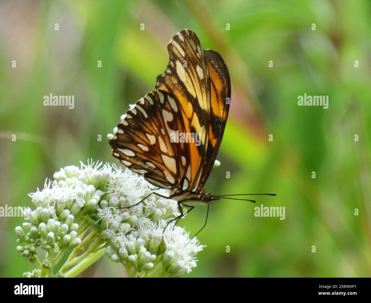 Juno Silverspot (Dione juno) Insecta Stock Photo - Alamy