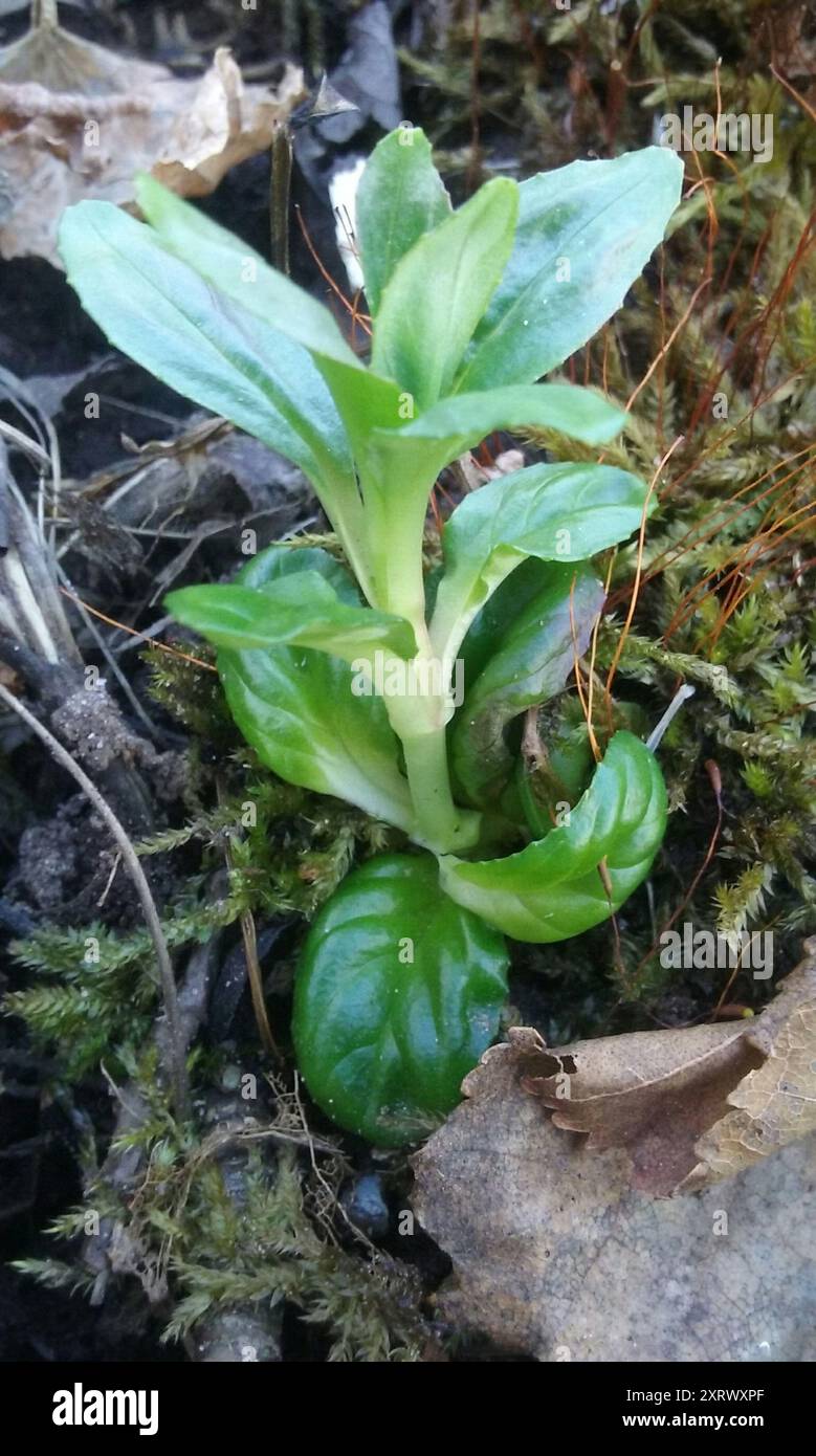 plants (Plantae) Plantae Stock Photo - Alamy