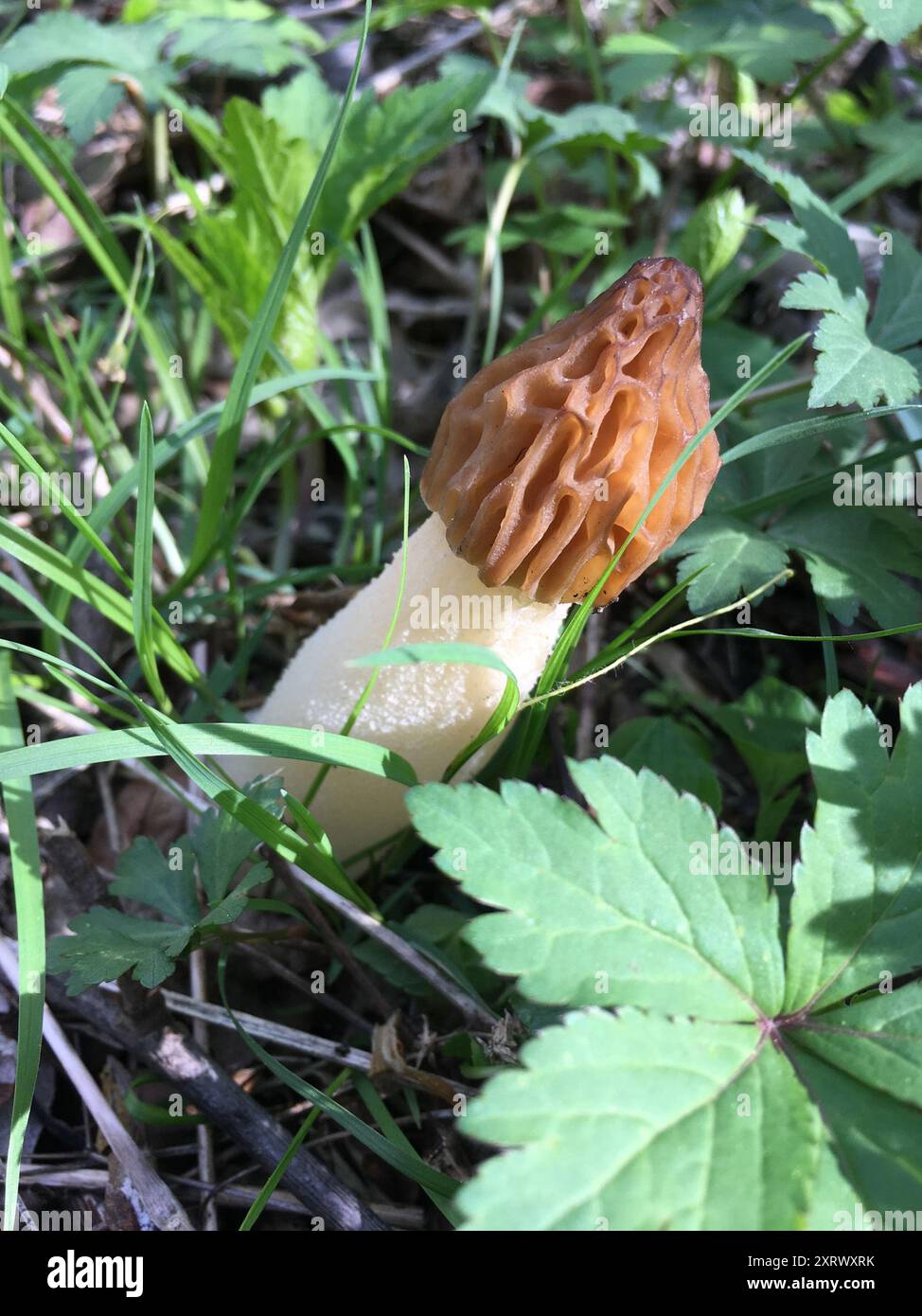 Half-free Morel (Morchella punctipes) Fungi Stock Photo - Alamy