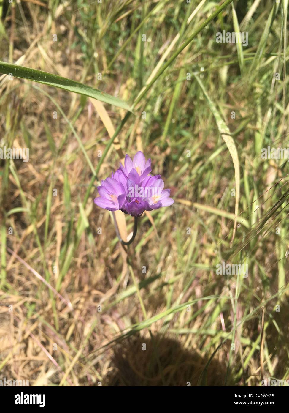 Blue Dicks (Dipterostemon capitatus) Plantae Stock Photo - Alamy