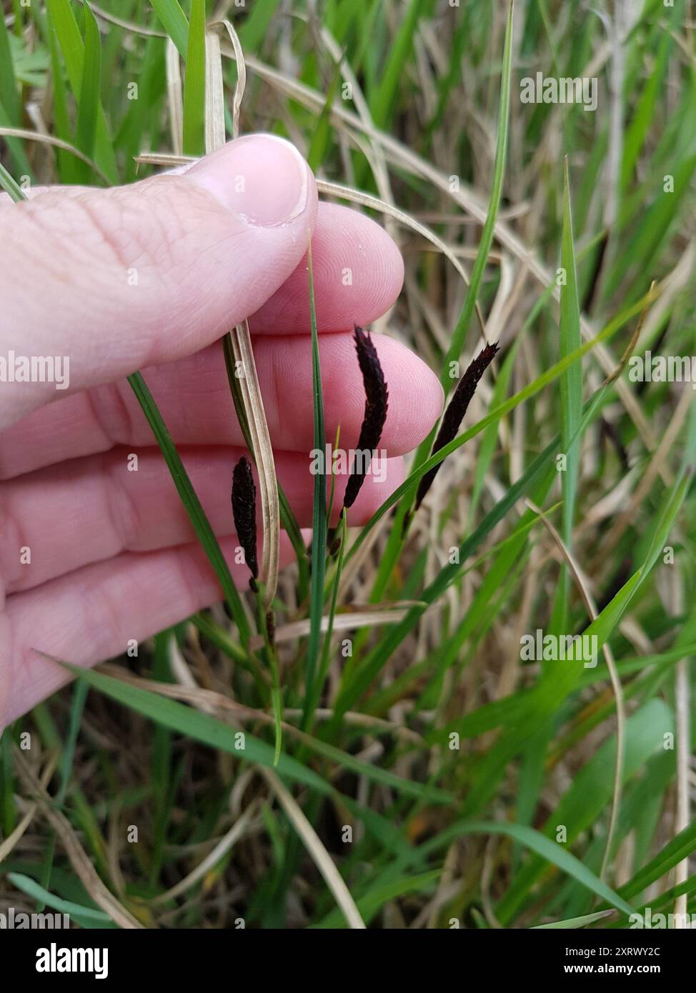 Great Plains Sedge (Carex melanostachya) Plantae Stock Photo - Alamy