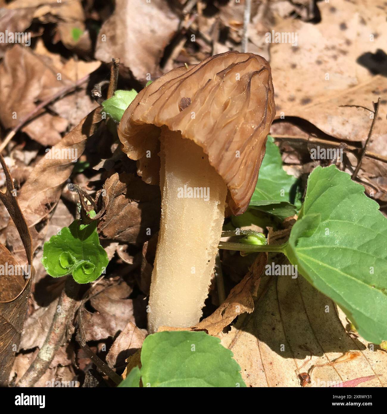 Half-free Morel (Morchella punctipes) Fungi Stock Photo - Alamy