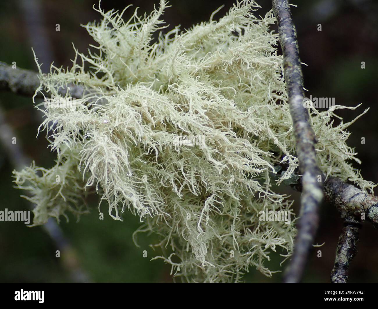 beard lichens (Usnea) Fungi Stock Photo - Alamy
