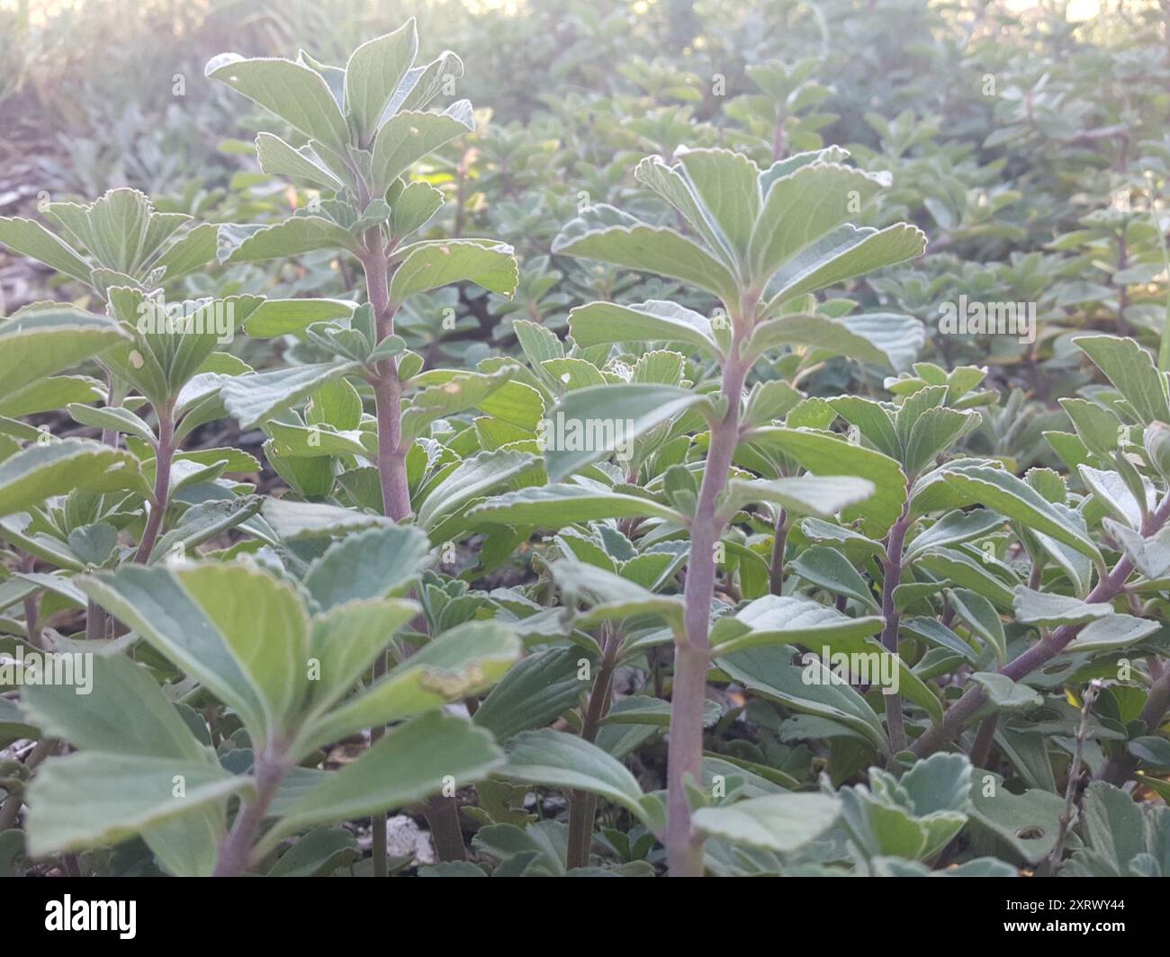Lobster flower (Coleus neochilus) Plantae Stock Photo - Alamy