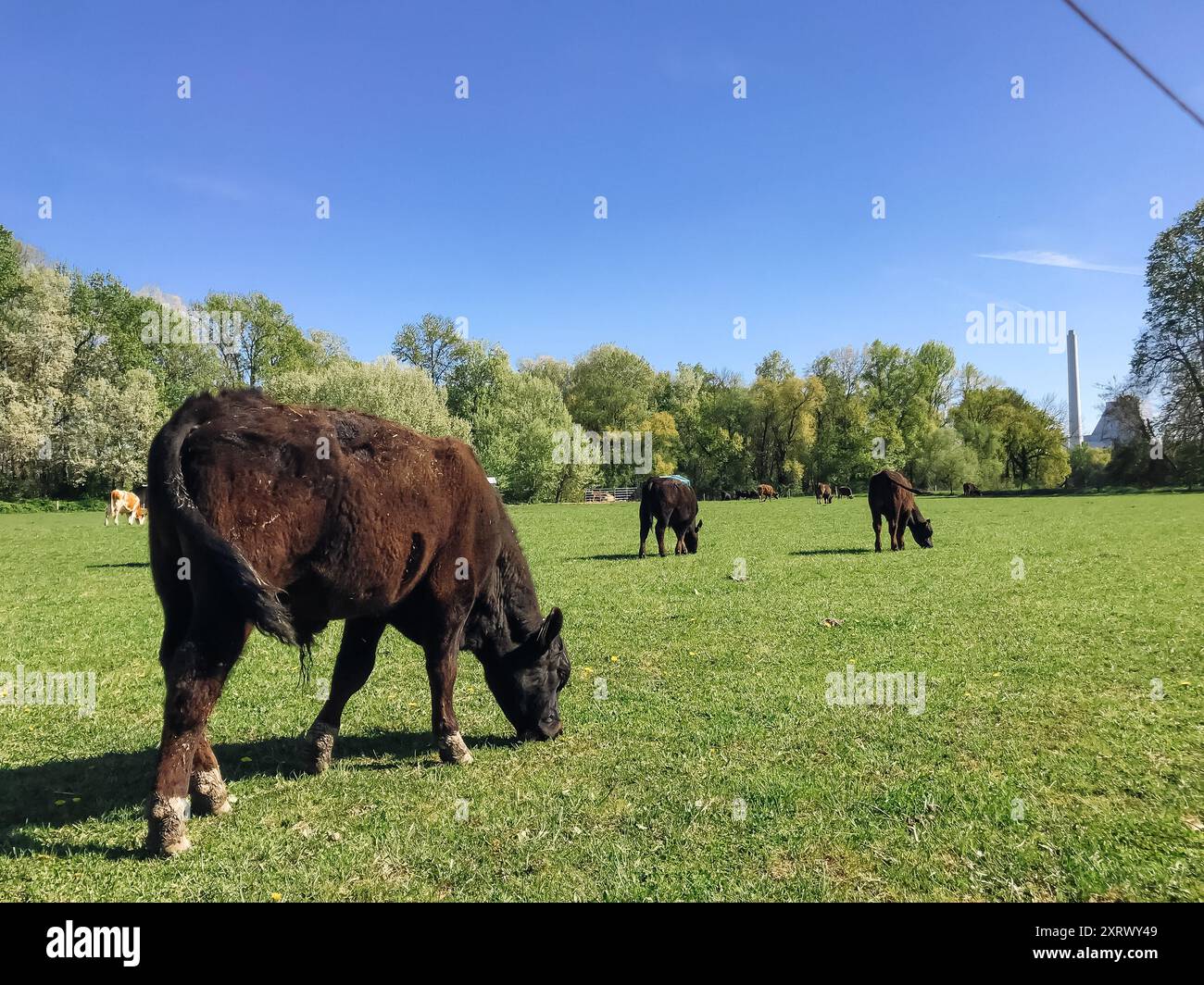 A herd of cows are grazing in a lush green field. The cows are spread ...