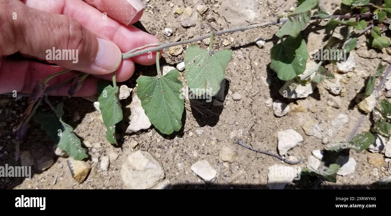 Texas bindweed (Convolvulus equitans) Plantae Stock Photo - Alamy