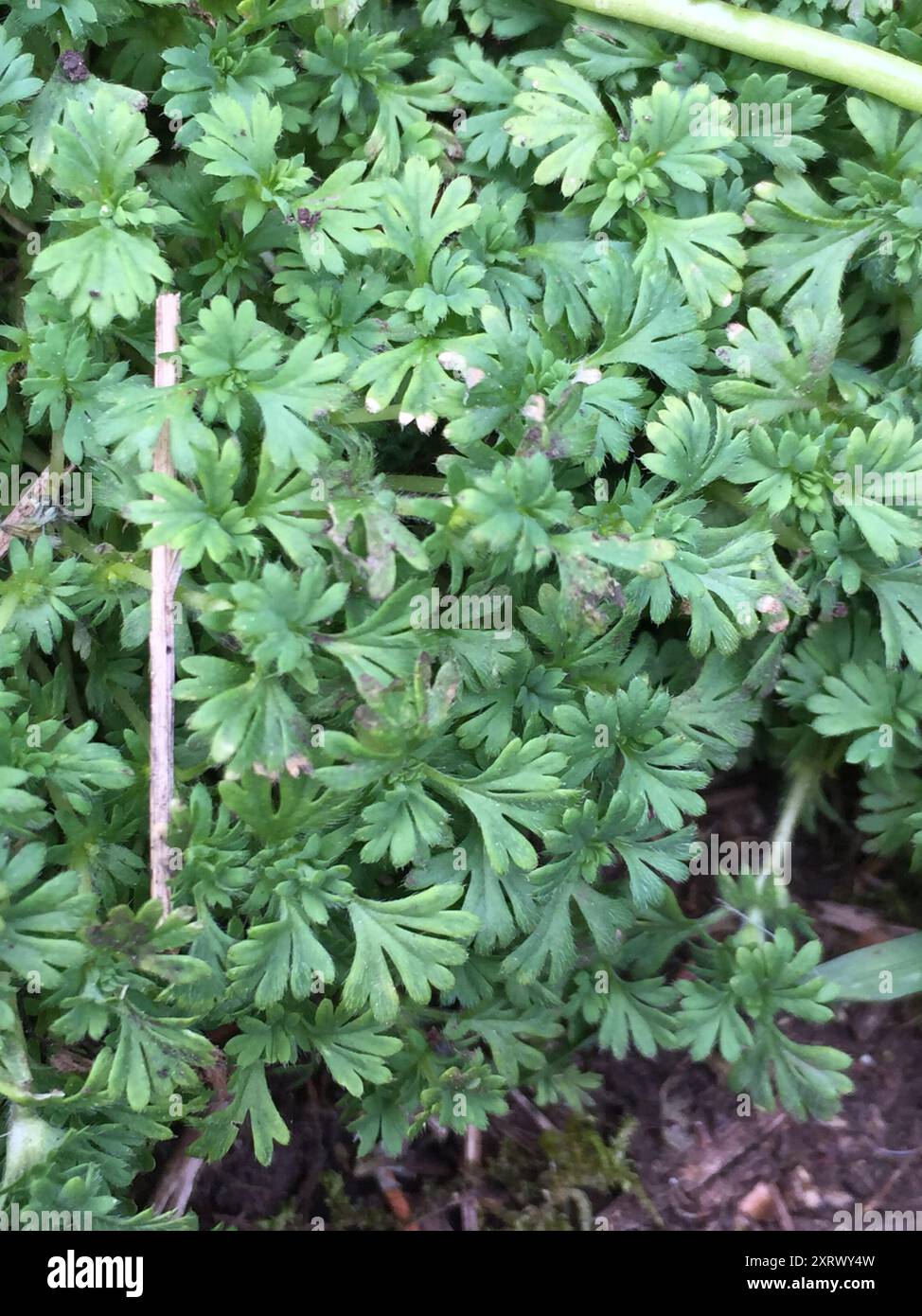 Field Parsley Piert (Alchemilla arvensis) Plantae Stock Photo - Alamy