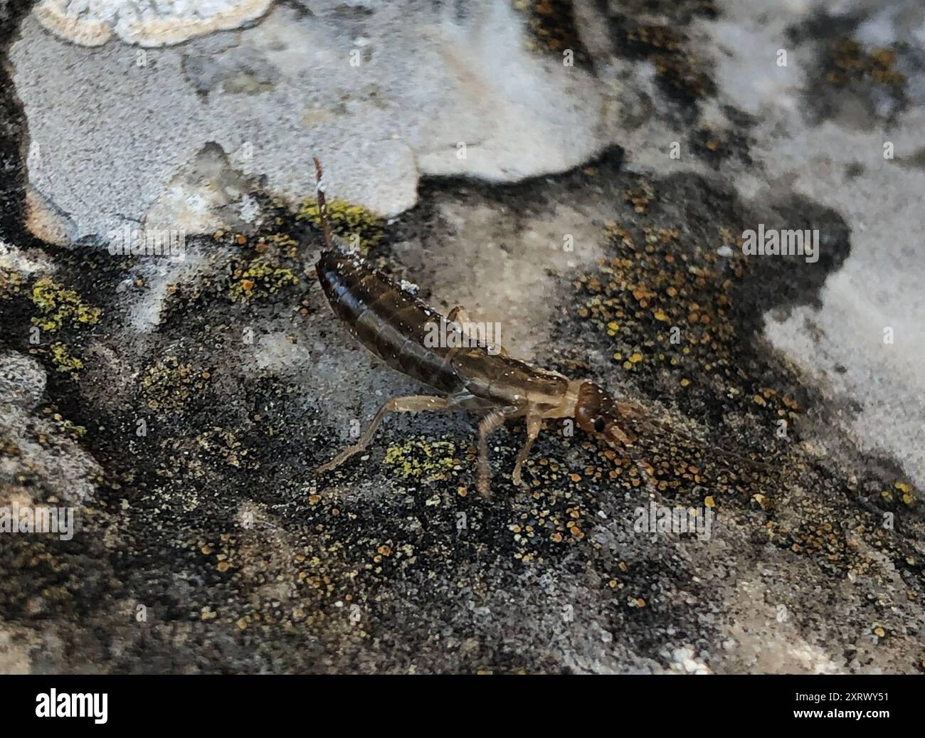 European Earwig Complex (Forficula auricularia) Insecta Stock Photo - Alamy