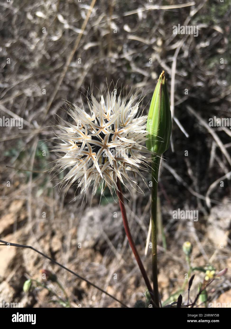 silverpuffs (Uropappus lindleyi) Plantae Stock Photo - Alamy