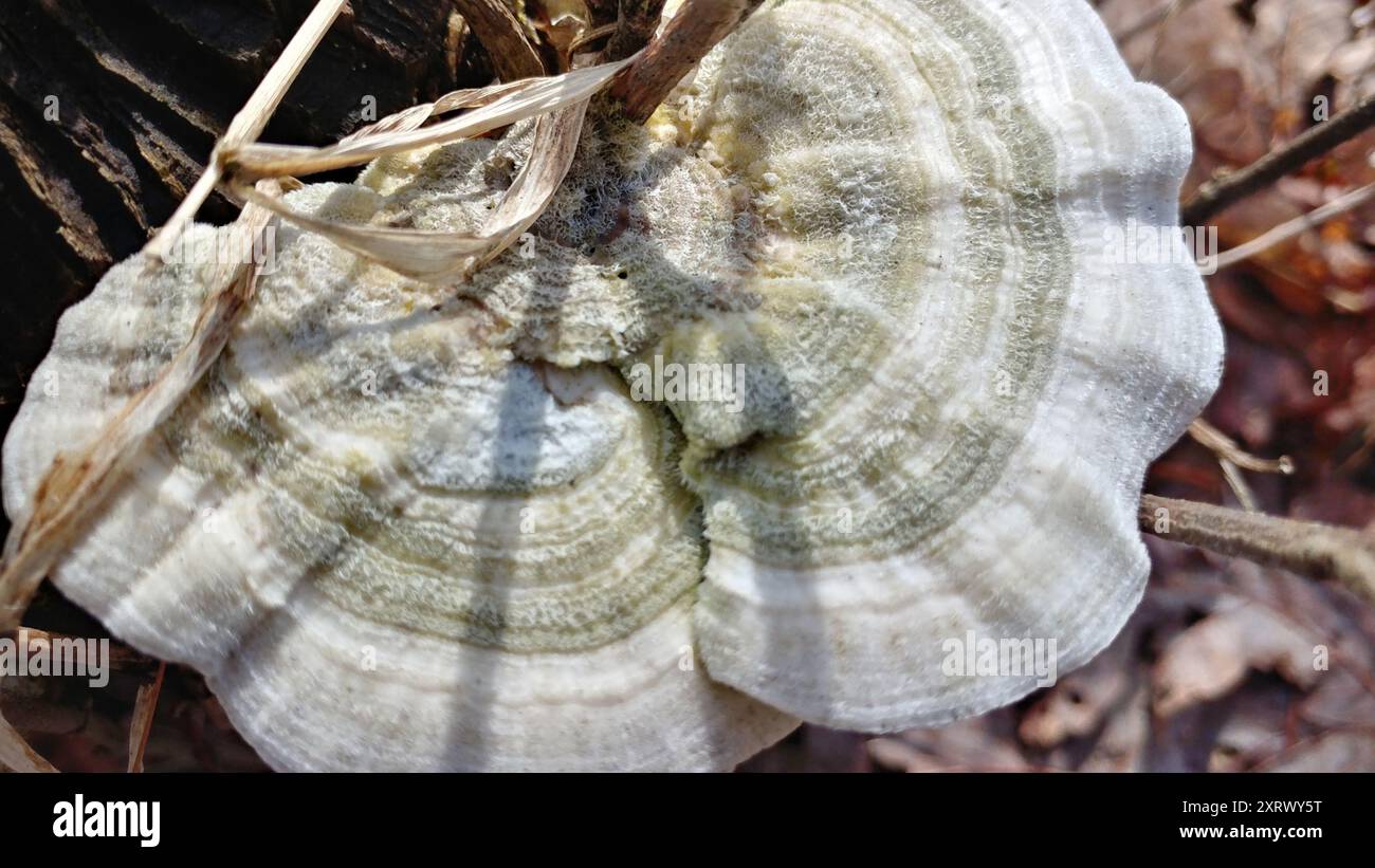 Gilled Polypore (Trametes betulina) Fungi Stock Photo - Alamy