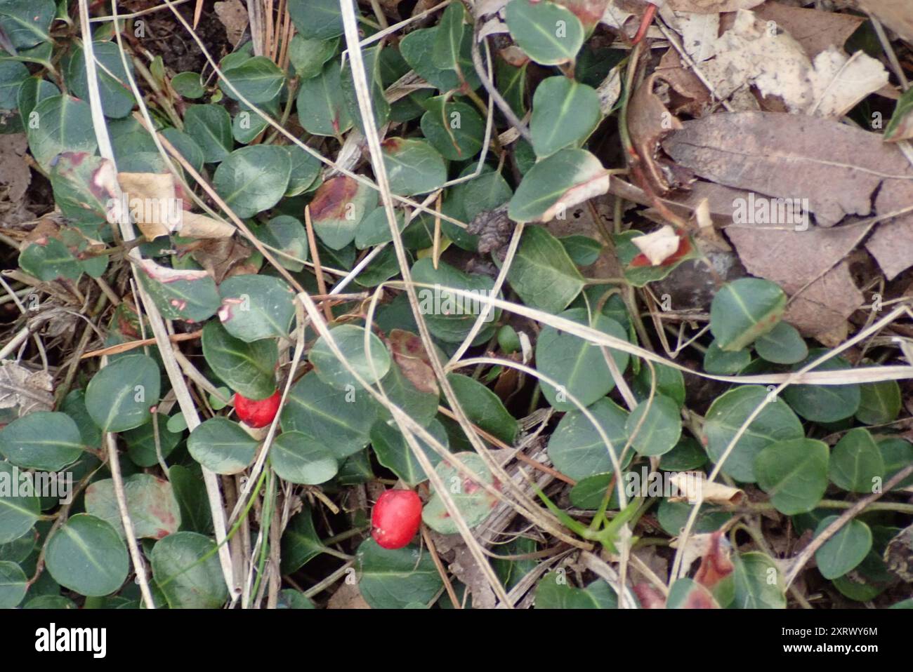 partridgeberry (Mitchella repens) Plantae Stock Photo - Alamy