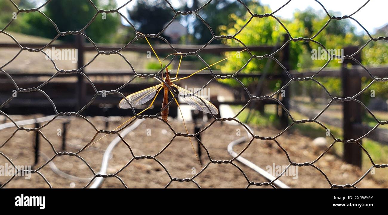 Crane Flies (Tipulomorpha) Insecta Stock Photo - Alamy