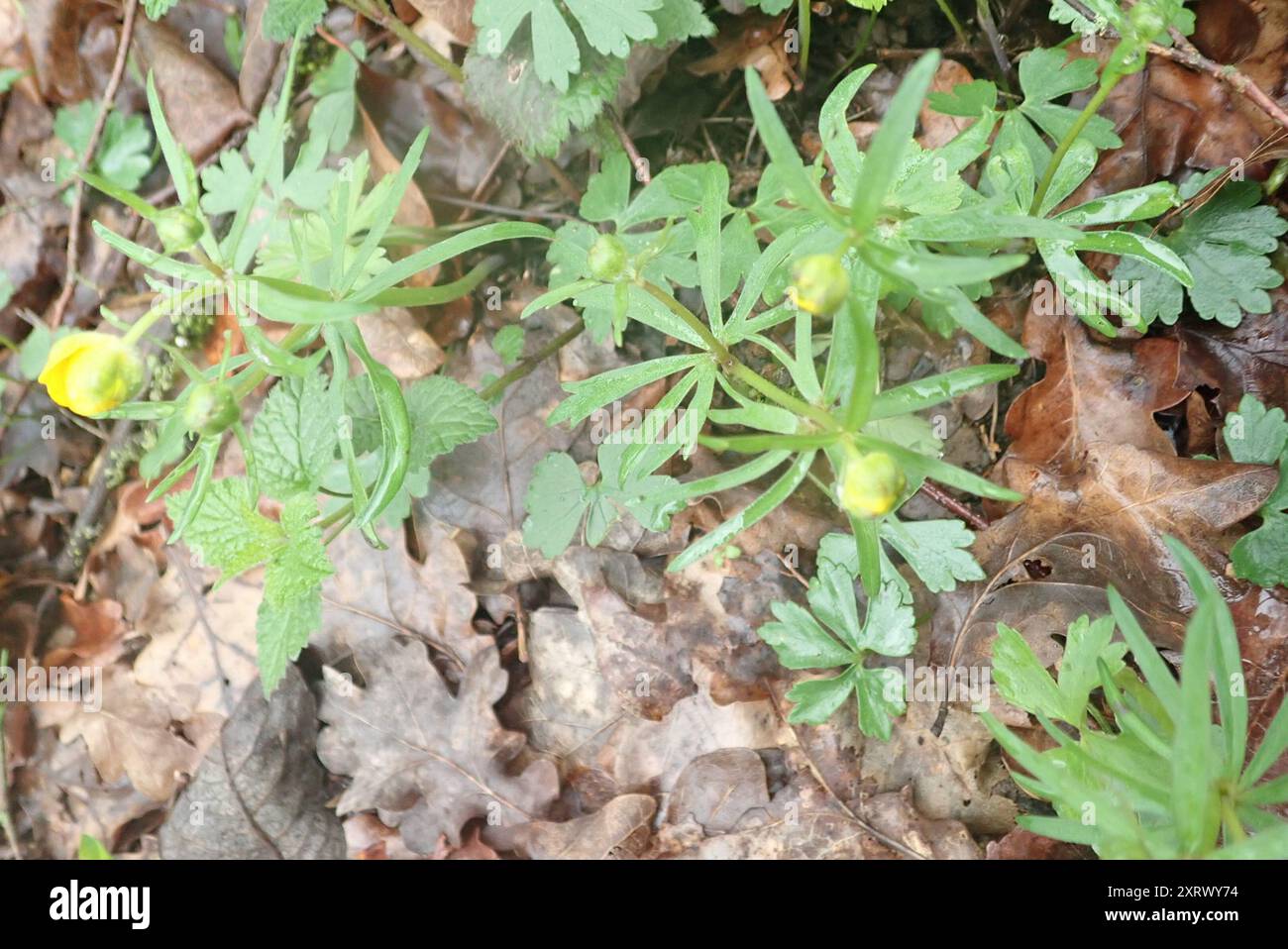 Goldilocks Buttercup (Ranunculus auricomus) Plantae Stock Photo - Alamy