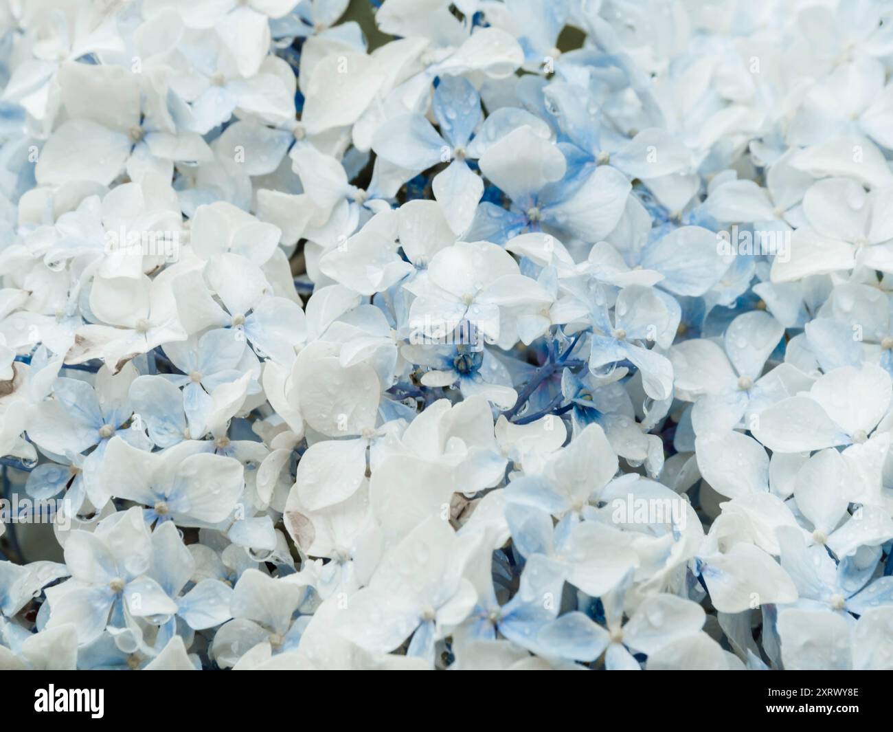 Beautiful blue hydrangea flowers in the garden that bloom in early ...