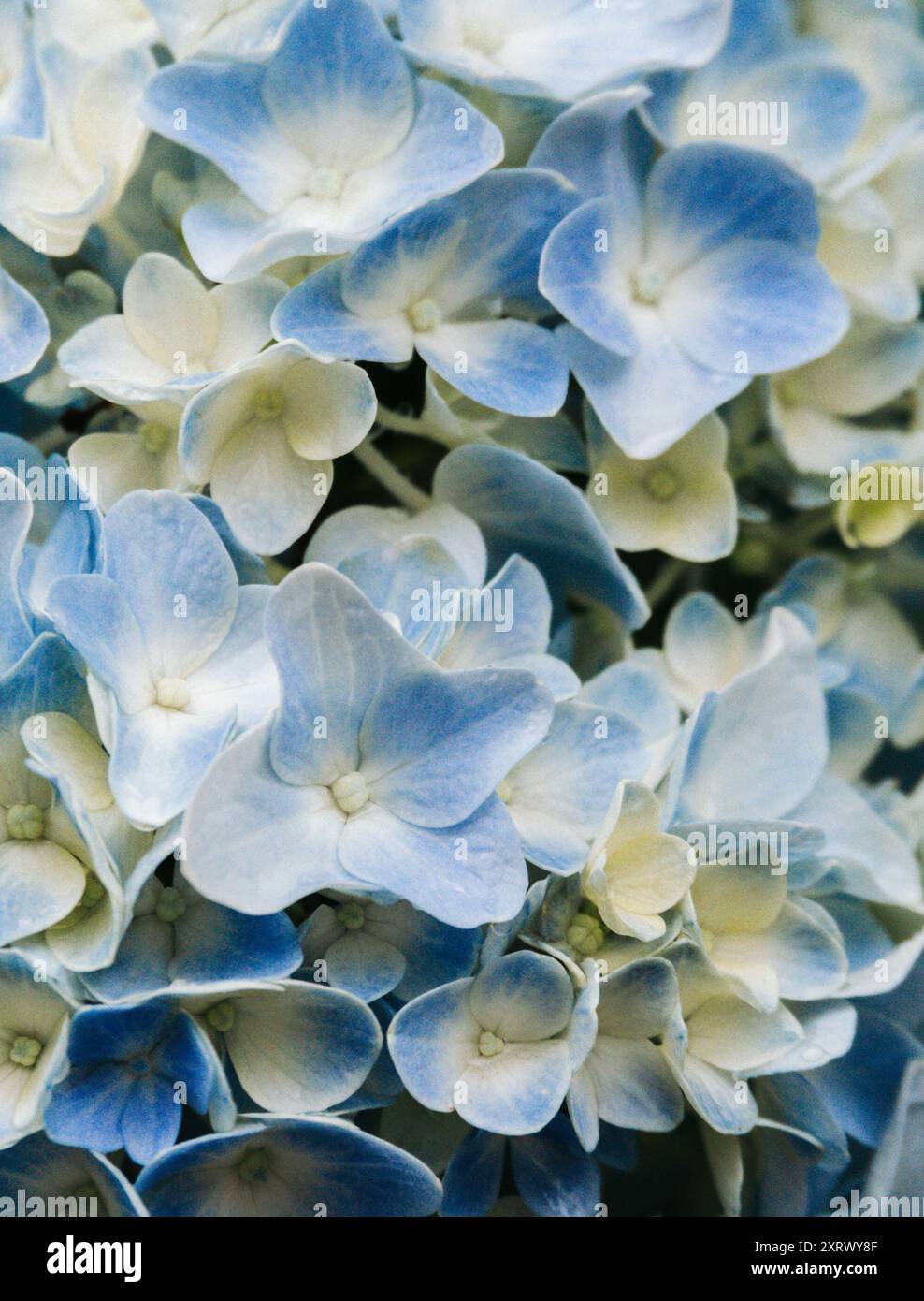 Beautiful blue hydrangea flowers in the garden that bloom in early ...