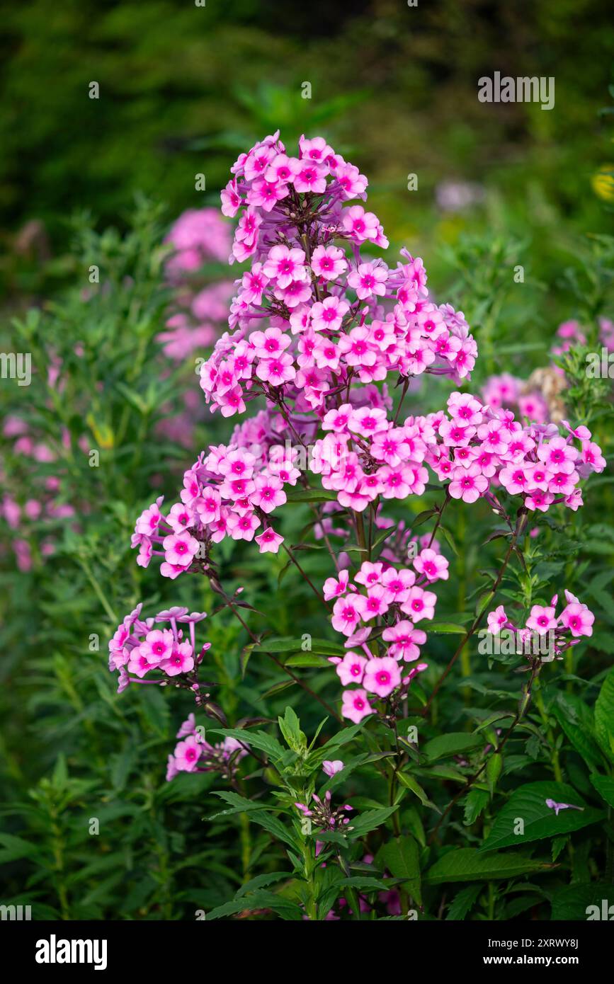 Phlox Paniculata 'Miss Pepper'. A hardy perennial with large heads of ...