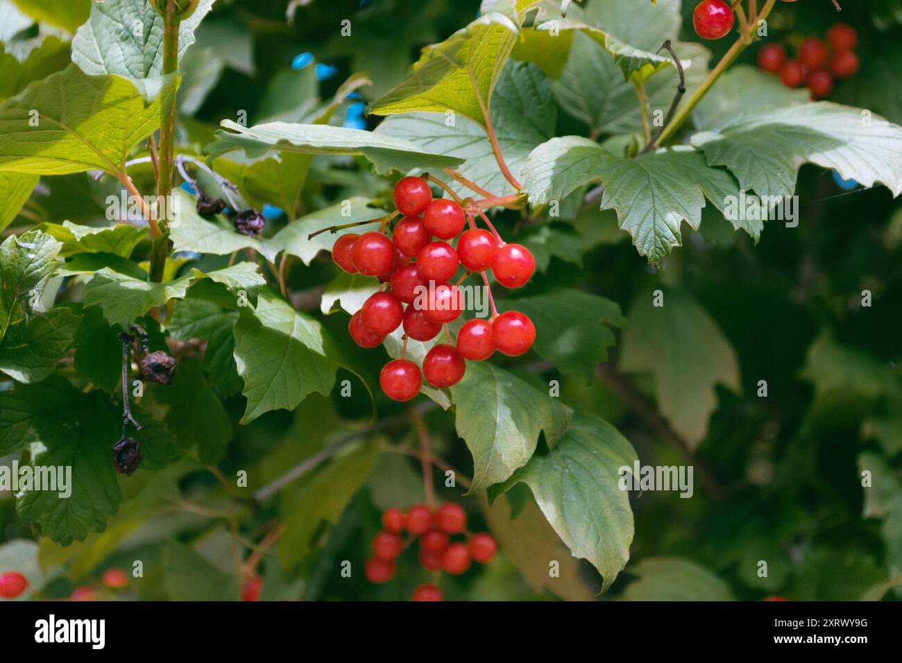 A cluster of red berries on a tree branch. The berries are small and ...