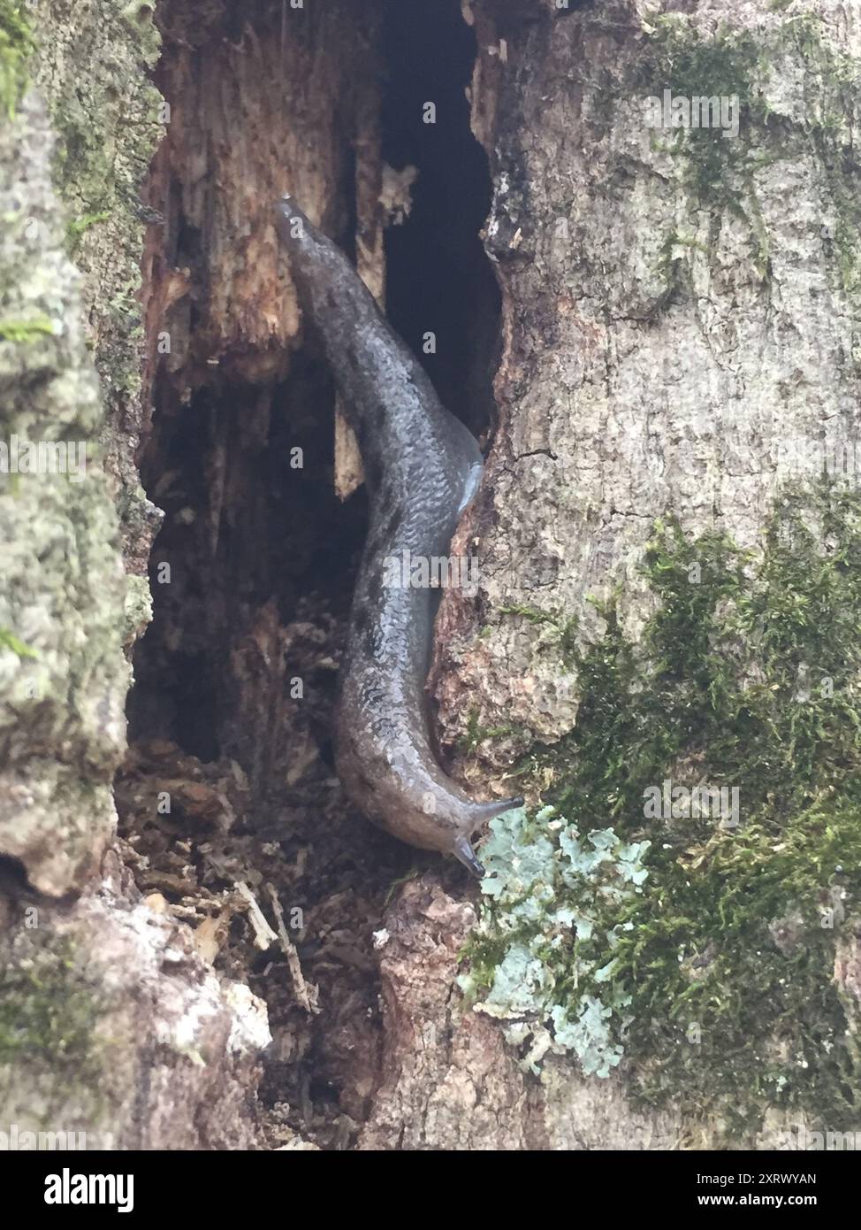 Changeable Mantleslug (Megapallifera mutabilis) Mollusca Stock Photo ...