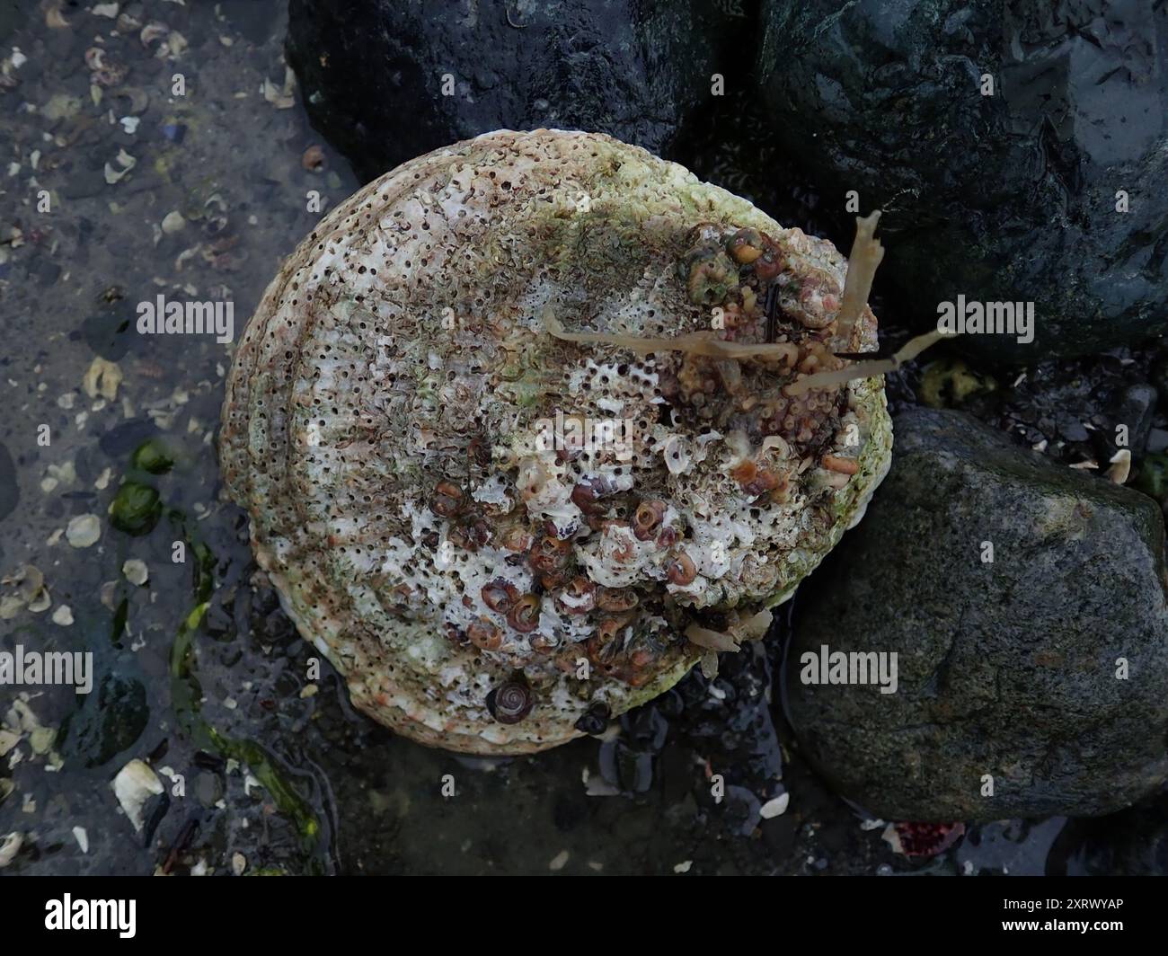 Giant Rock Scallop (Crassadoma gigantea) Mollusca Stock Photo - Alamy