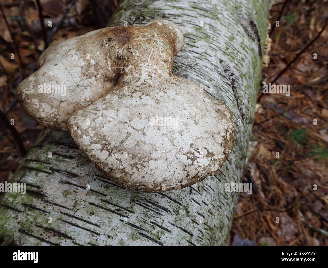 birch polypore (Fomitopsis betulina) Fungi Stock Photo - Alamy