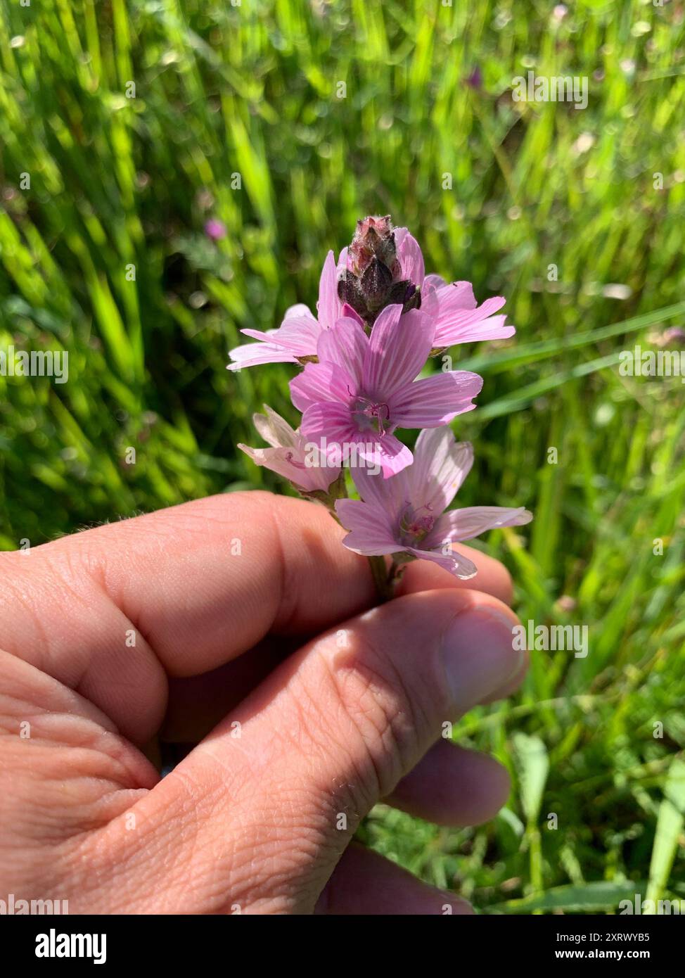 checkerbloom (Sidalcea malviflora) Plantae Stock Photo - Alamy