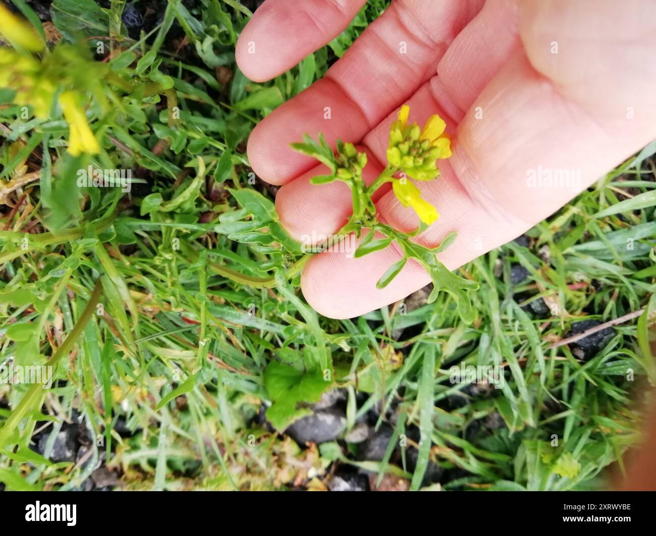 Creeping Yellowcress (Rorippa sylvestris) Plantae Stock Photo - Alamy