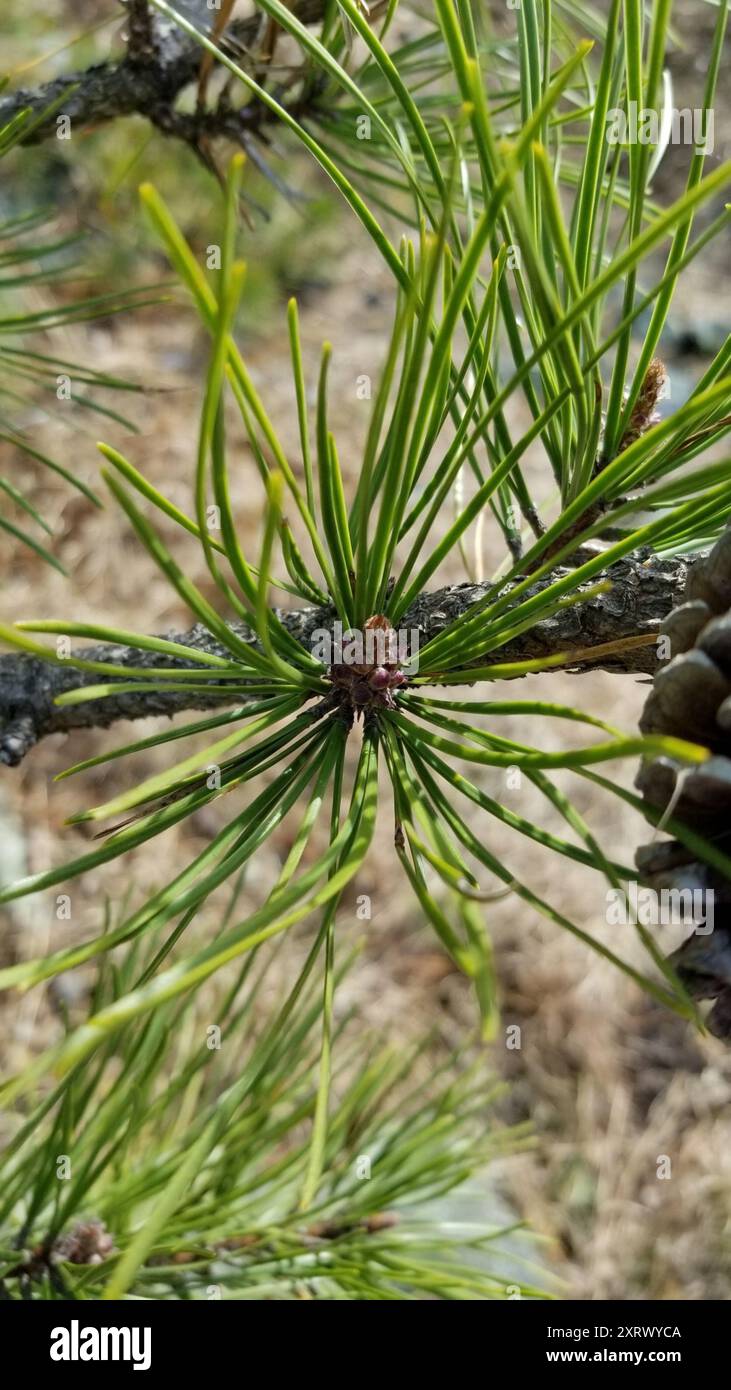 pitch pine (Pinus rigida) Plantae Stock Photo - Alamy