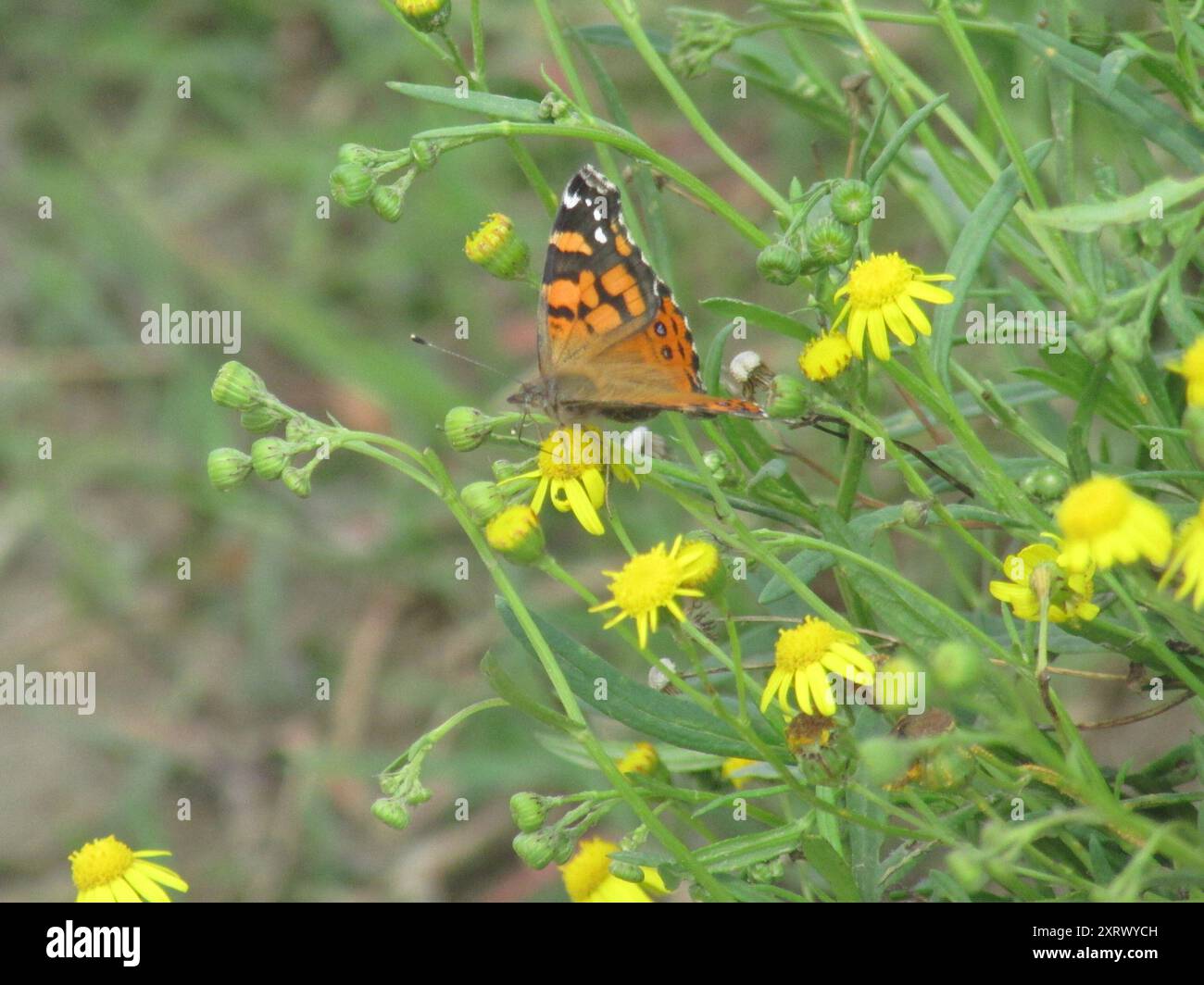 Subtropical Lady (Vanessa carye) Insecta Stock Photo - Alamy