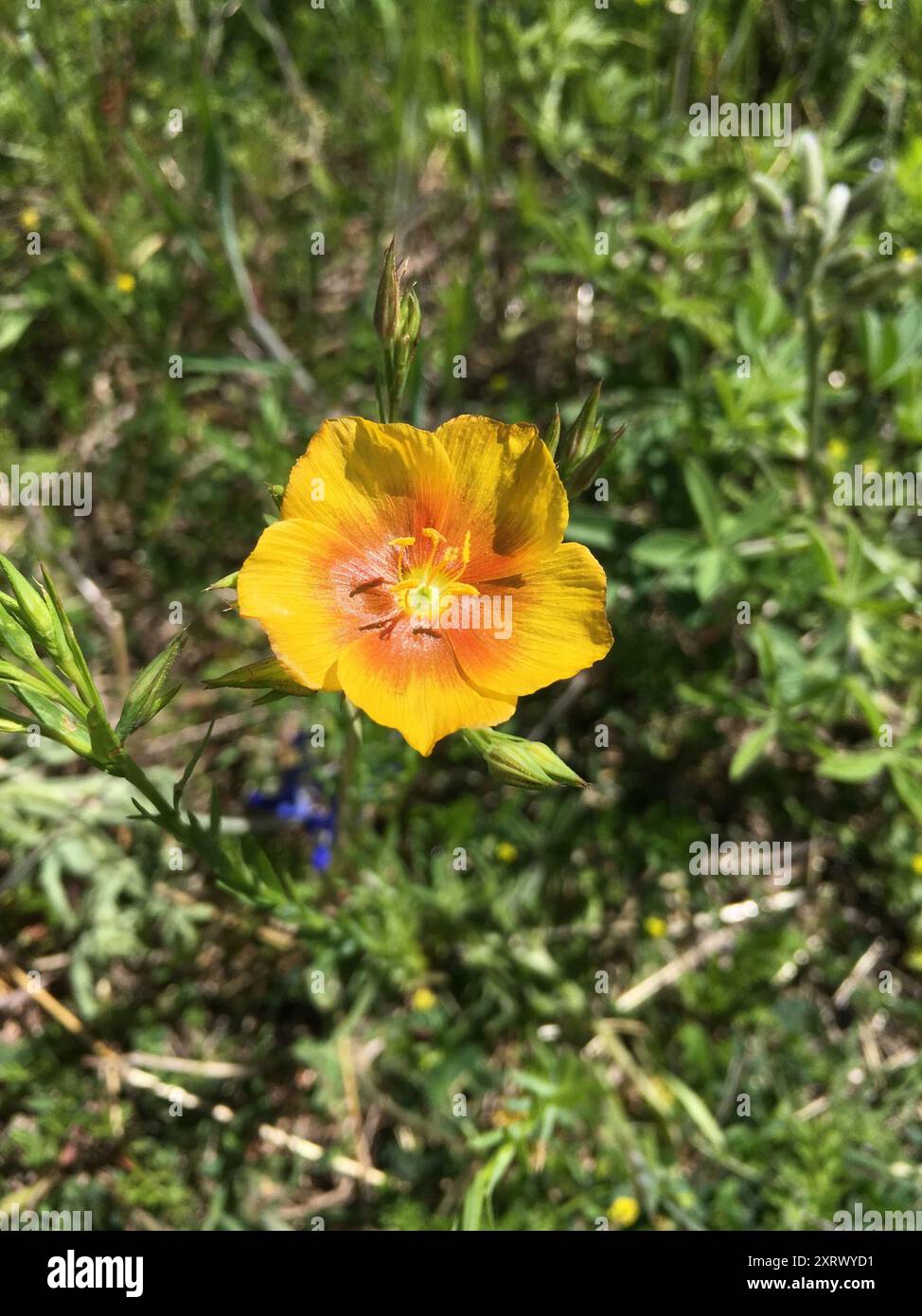 Yellow Flax (Linum rigidum) Plantae Stock Photo - Alamy