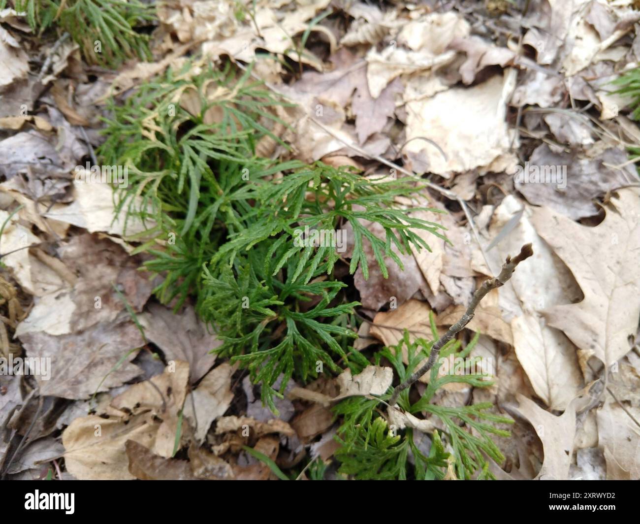 fan clubmoss (Diphasiastrum digitatum) Plantae Stock Photo - Alamy