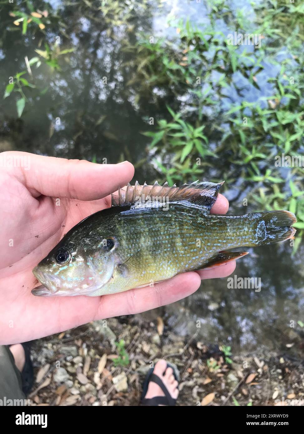 Green Sunfish (Lepomis cyanellus) Actinopterygii Stock Photo - Alamy