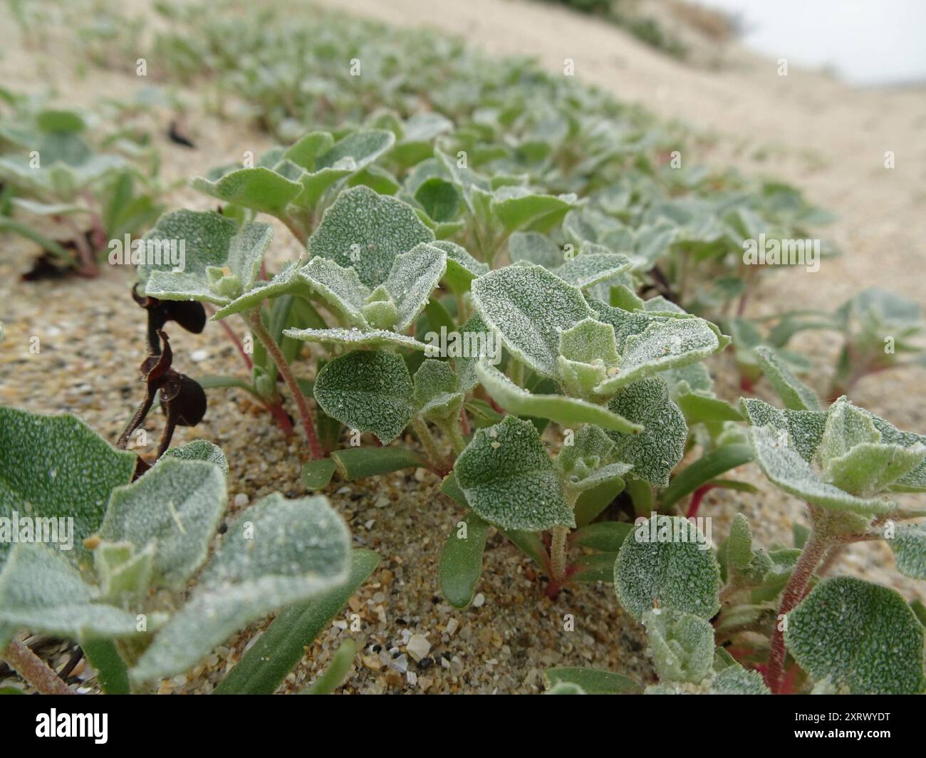Frosted Orache (Atriplex laciniata) Plantae Stock Photo - Alamy