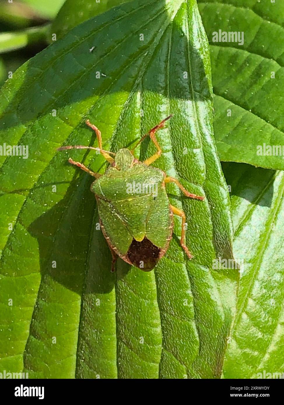 Green Shield Bug (Palomena prasina) Insecta Stock Photo - Alamy