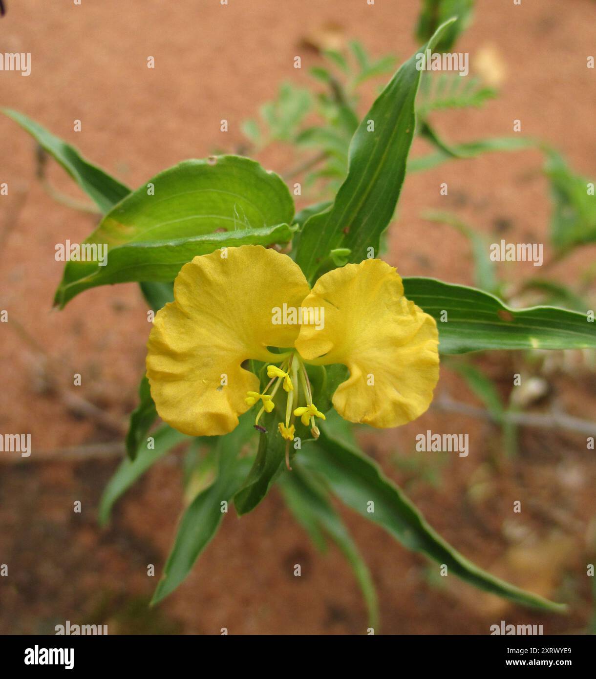 African Yellow Dayflower (Commelina africana) Plantae Stock Photo - Alamy