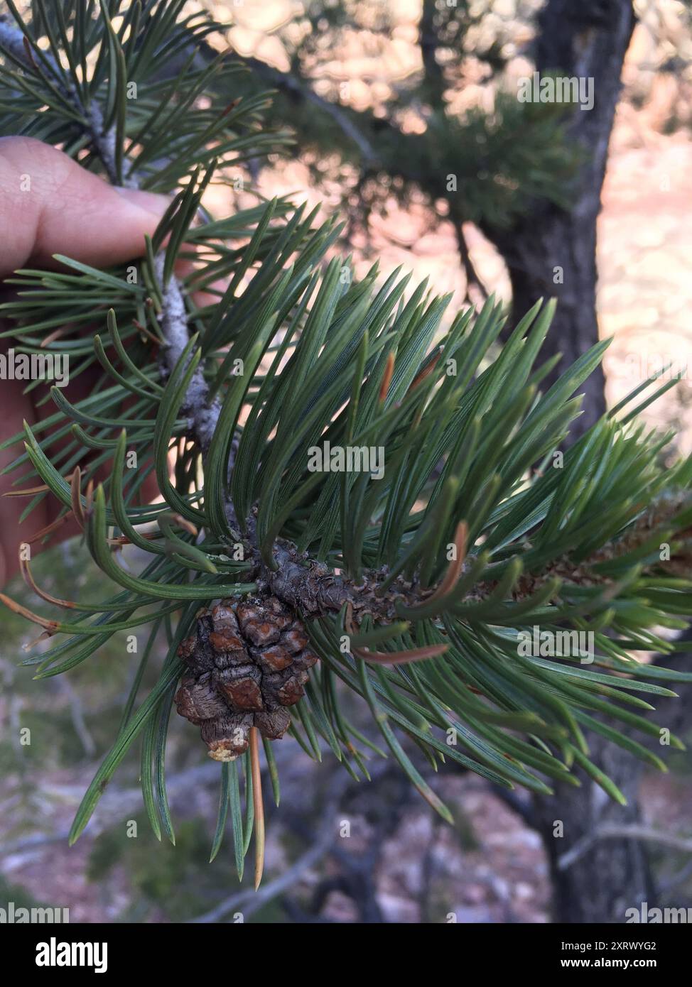 Colorado Pinyon (Pinus edulis) Plantae Stock Photo - Alamy