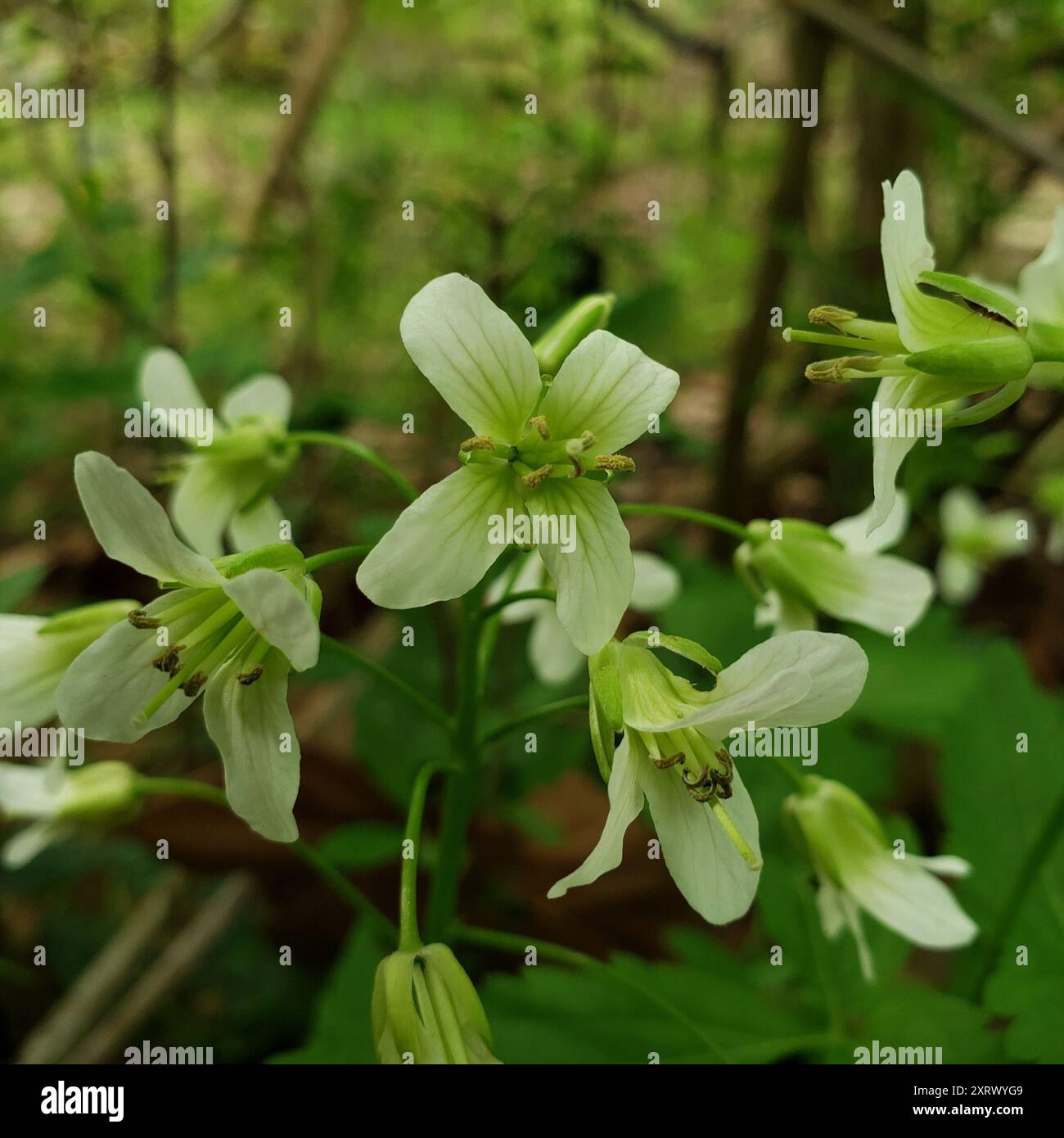 Two-leaved Toothwort (Cardamine diphylla) Plantae Stock Photo - Alamy