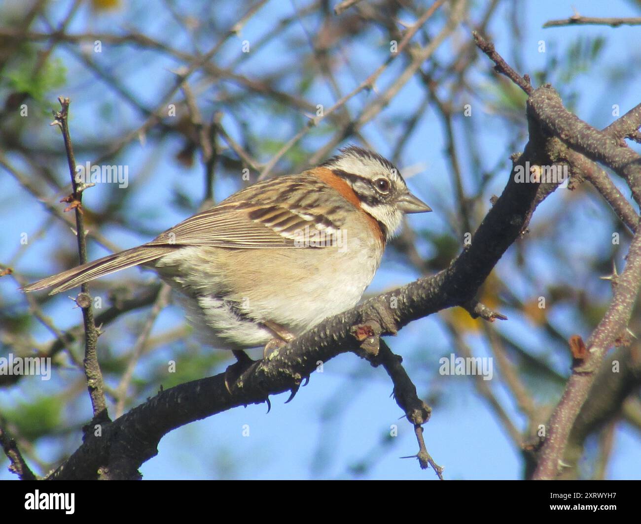 Rufous-collared Sparrow (Zonotrichia capensis) Aves Stock Photo - Alamy