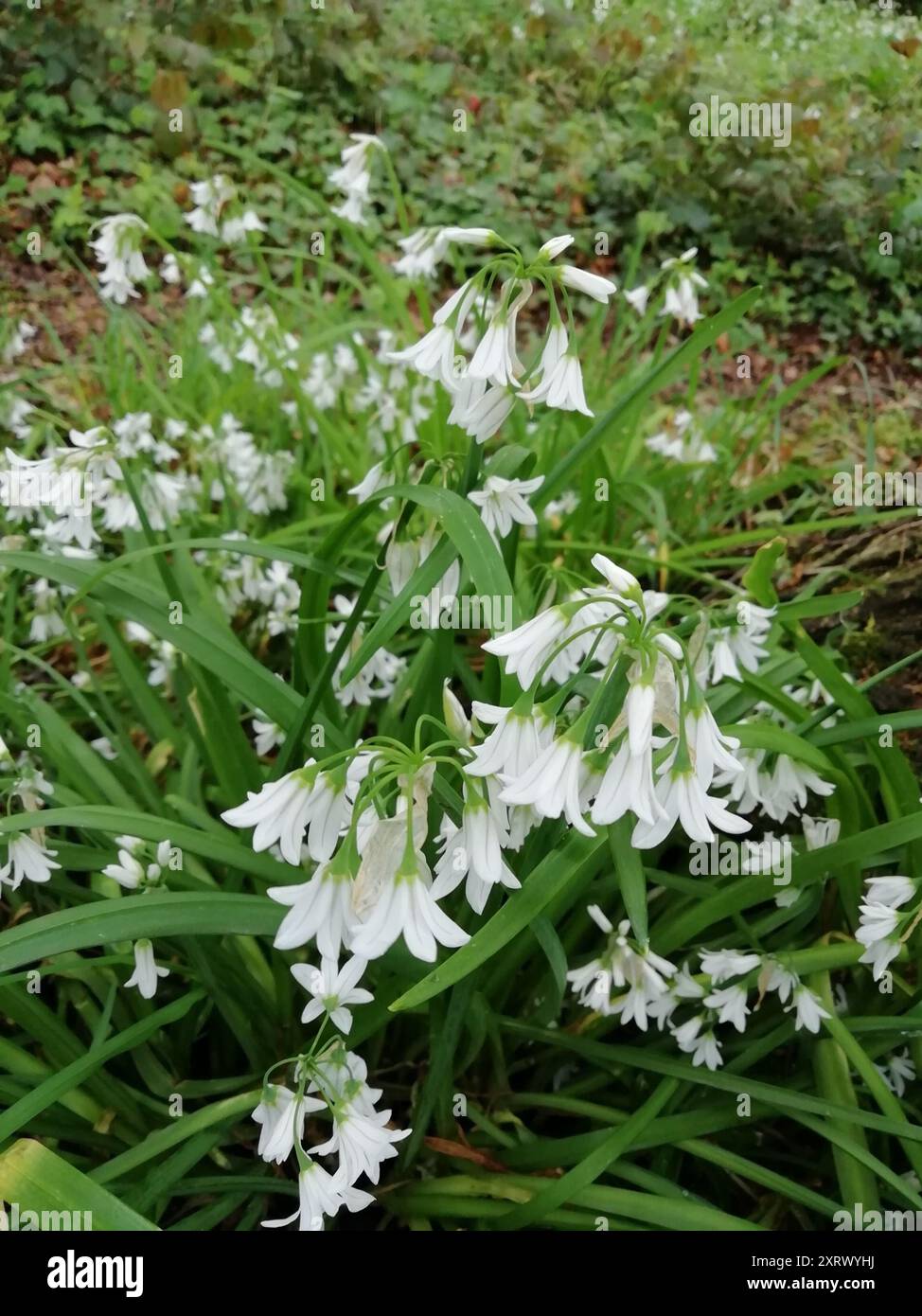 Three-cornered garlic (Allium triquetrum) Plantae Stock Photo - Alamy